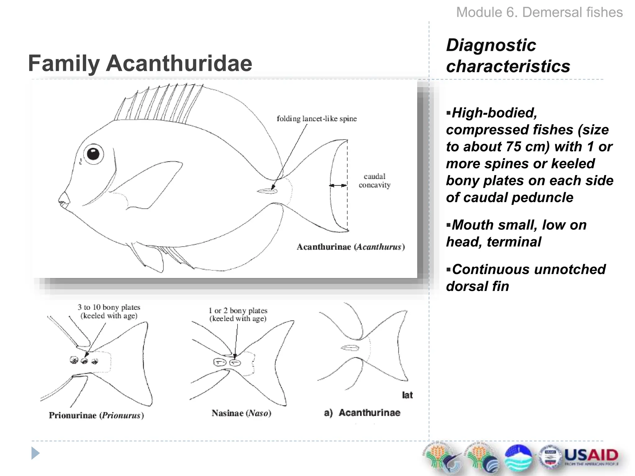 Module 06 - Common demersal fish species-rev.ppt