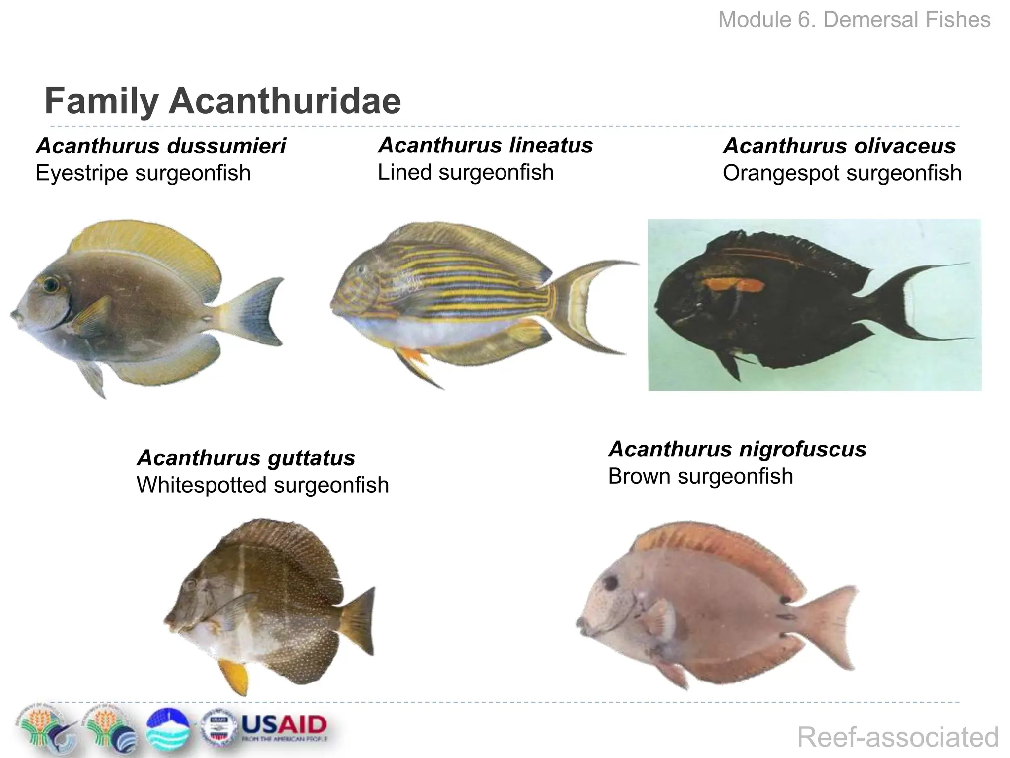 Module 06 - Common demersal fish species-rev.ppt