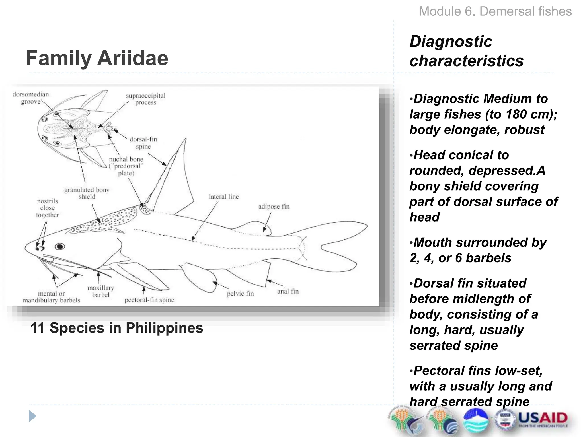 Module 06 - Common demersal fish species-rev.ppt