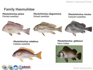 Module 06 - Common demersal fish species-rev.ppt