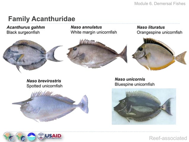 Module 06 - Common demersal fish species-rev.ppt