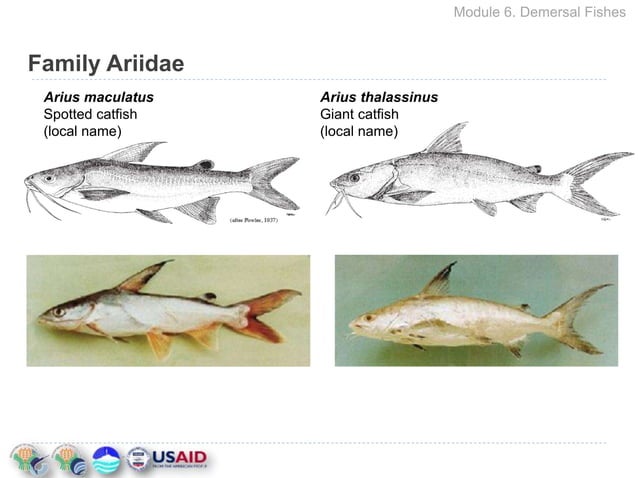 Module 06 - Common demersal fish species-rev.ppt