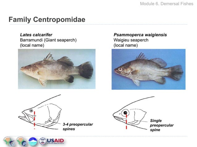 Module 06 - Common demersal fish species-rev.ppt