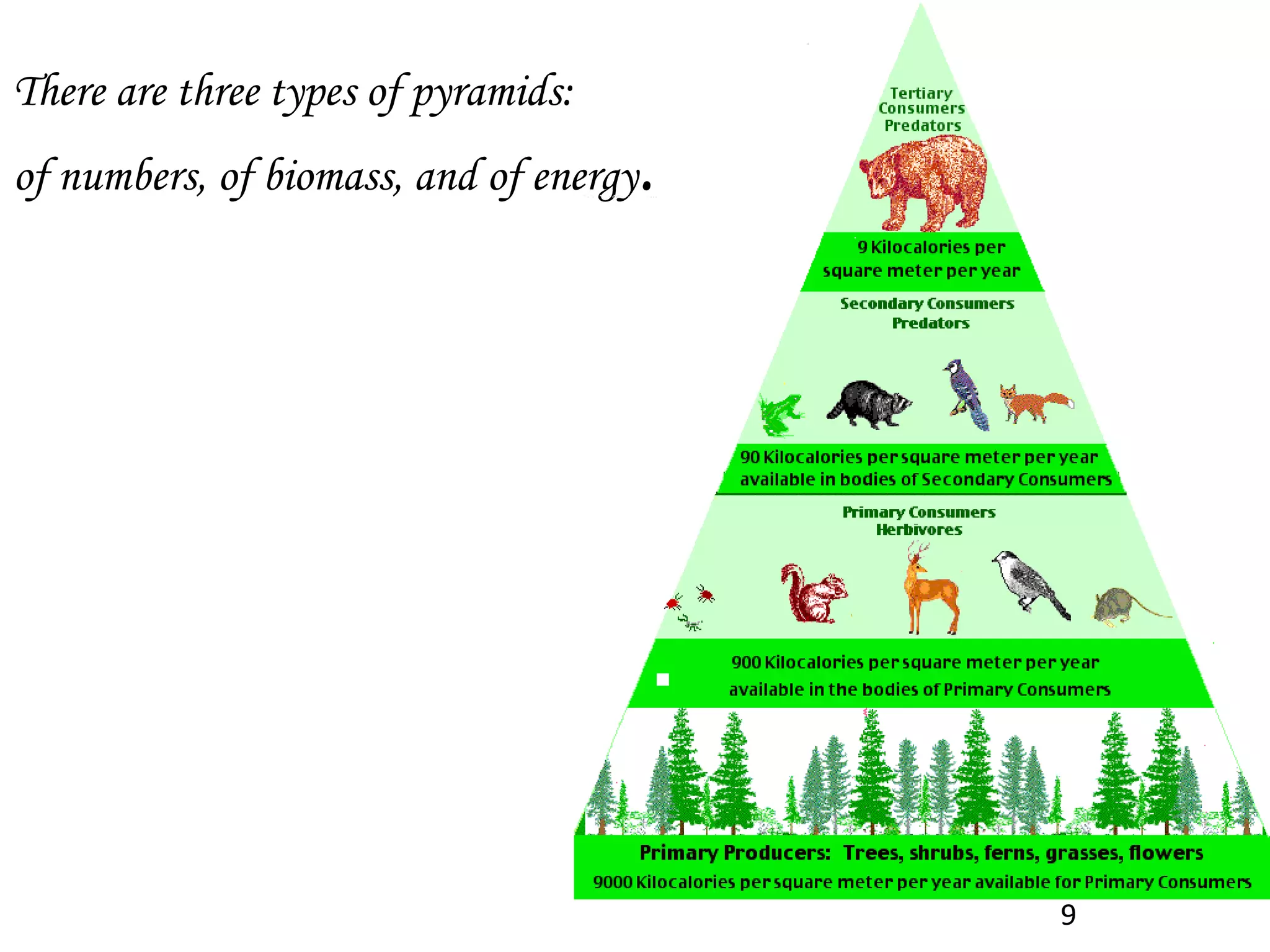 Introduction, environment, ecosystem, ecological pyramids | PPTX