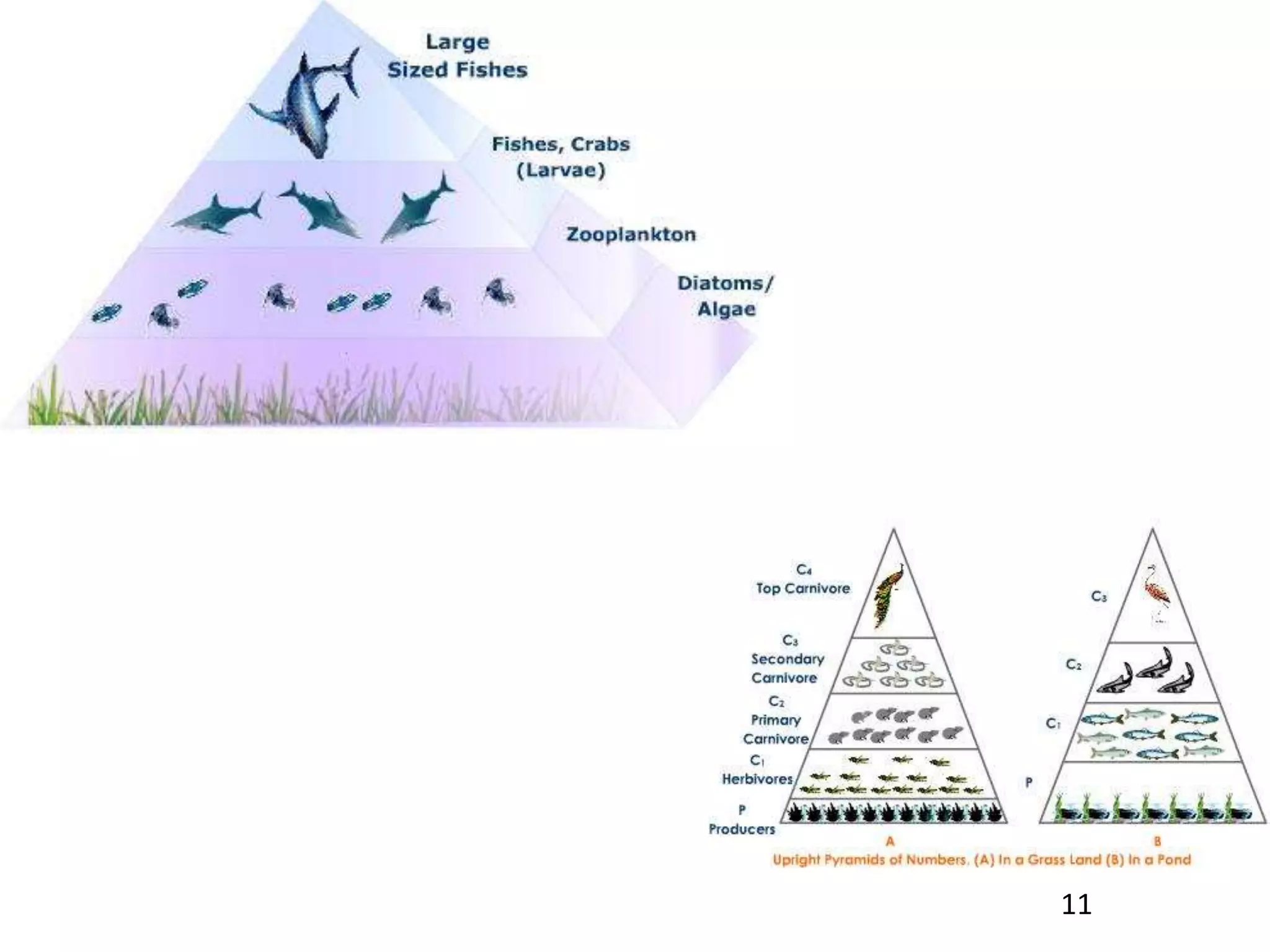 Introduction, environment, ecosystem, ecological pyramids | PPTX