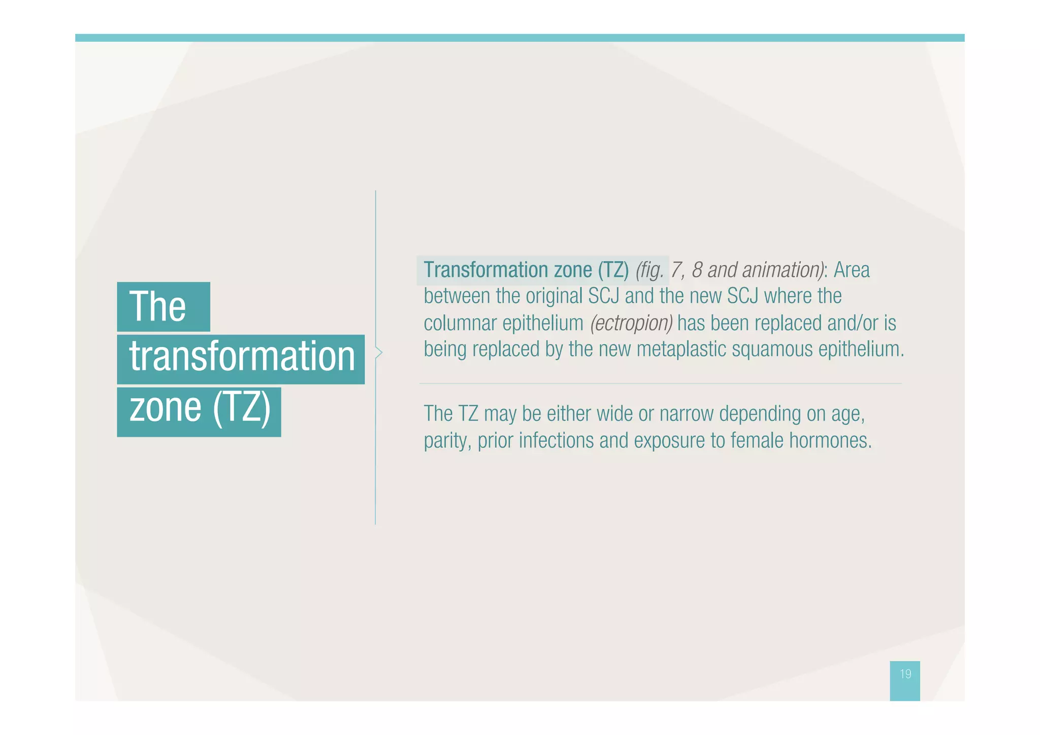 anatomy of transformation zone.pdf