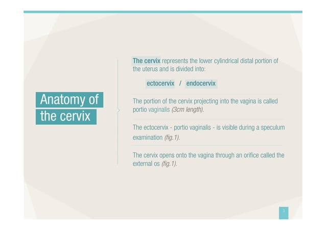 anatomy of transformation zone.pdf | Reproductive Health | Diseases and ...