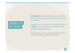 anatomy of transformation zone.pdf