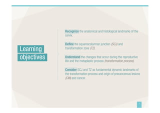 anatomy of transformation zone.pdf