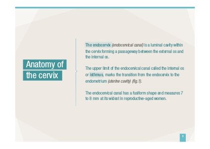 anatomy of transformation zone.pdf