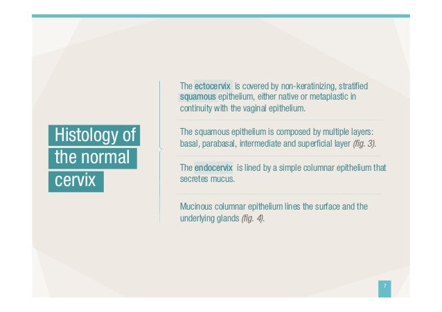 anatomy of transformation zone.pdf