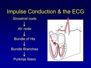 ECG INTRODUCTION LECTURE FOR MEDICAL SCHOOL | PPT
