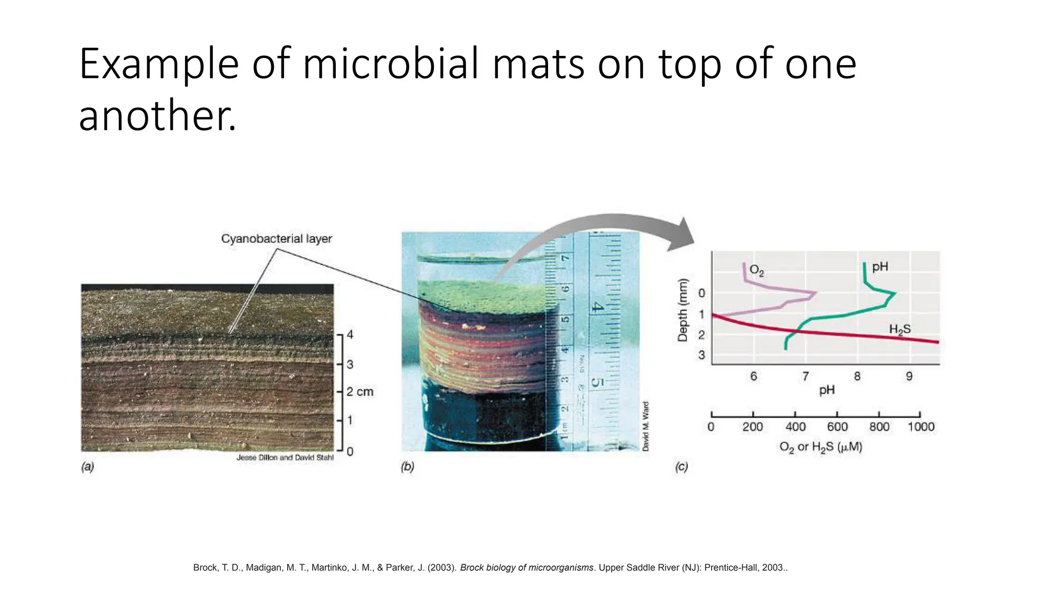 Microbial Terrestrial & Aquatic Environments | PPTX