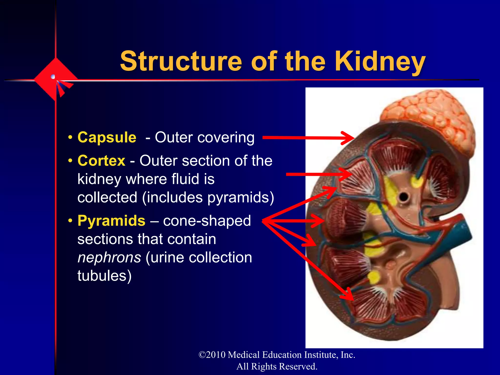 Module 1 - Understanding the Person with Kidney Failure (1).pptx