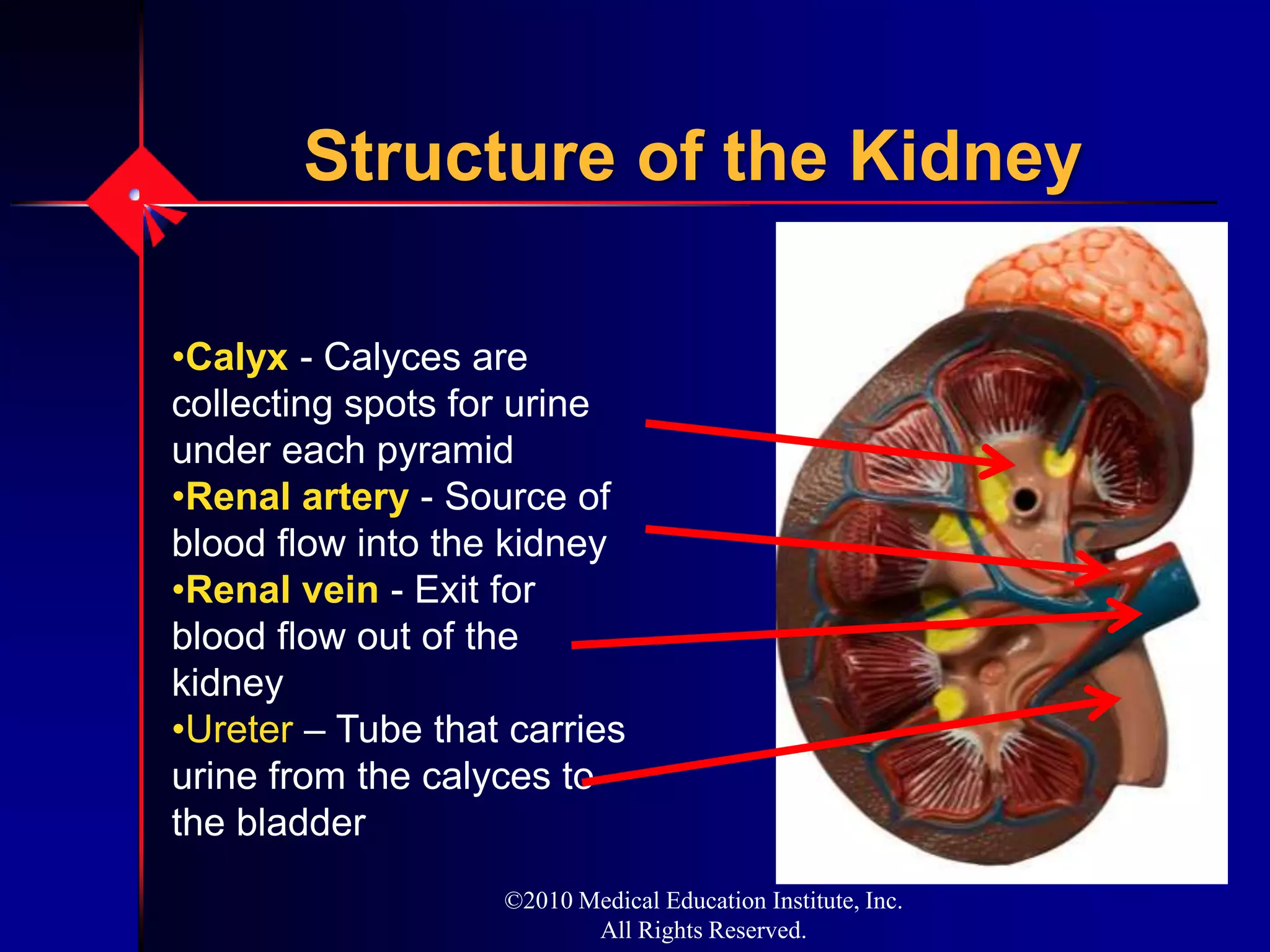 Module 1 - Understanding the Person with Kidney Failure (1).pptx