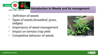 Module 10 Dr Naeem - Weeds and IWM in Tomato crop.pptx