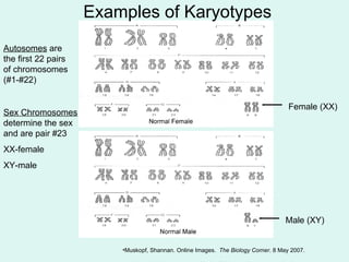 Module 10 human heredity | PPT | Eye and Vision Conditions | Diseases ...