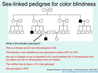 Module 10 human heredity | PPT