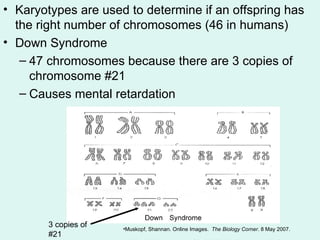 Module 10 human heredity | PPT