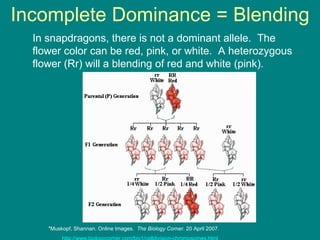 Module 10 patterns of inheritance | PPT
