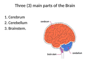 PERSONAL DEVELOPMENT MODULE 11-BRAIN PARTS.pptx