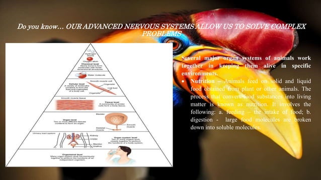 Module #11 how do_animals_survive | PPTX