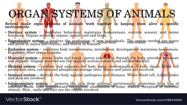 Module #11 how do_animals_survive | PPTX