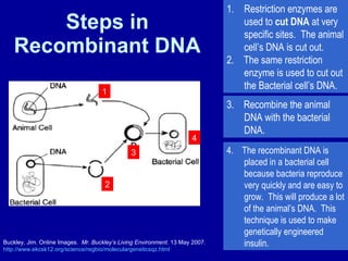 Module 11, lesson 1 | PPT | Genetics | Science
