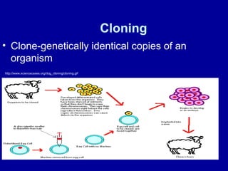 Module 11, lesson 1 | PPT | Genetics | Science