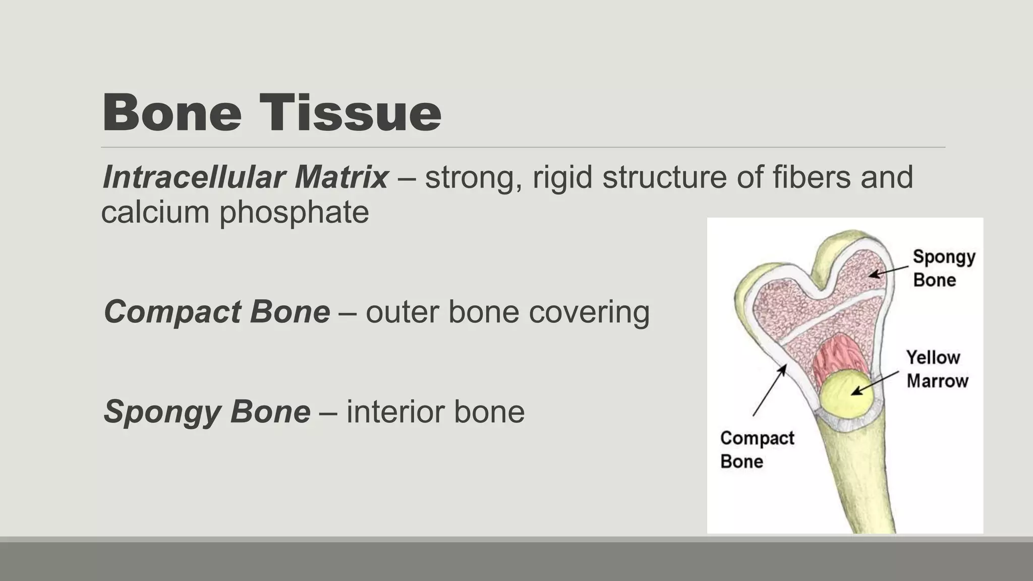 Musculoskeletal Pathophysiology | PPTX