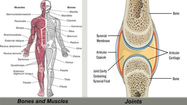 Musculoskeletal Pathophysiology | PPTX