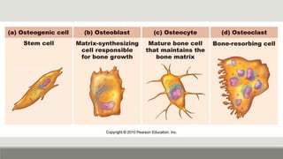 Musculoskeletal Pathophysiology | PPTX