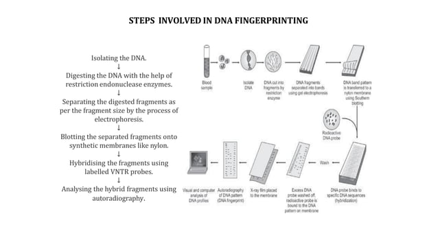 MODULE 1 21BE45 Biology for engineers.pdf