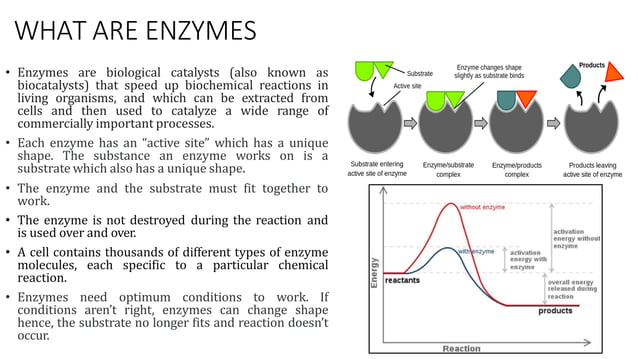 MODULE 1 21BE45 Biology for engineers.pdf