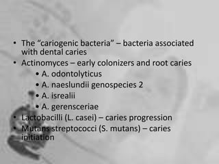 Module13 oralmicrobiology-120620072635-phpapp02 | PPT