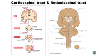 NEUROANATOMY: MOTOR SYSTEM | PPTX