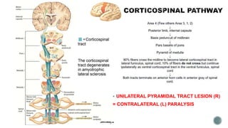 NEUROANATOMY: MOTOR SYSTEM | PPTX
