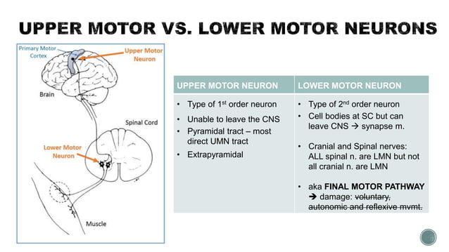 NEUROANATOMY: MOTOR SYSTEM | PPTX | Death, Injury, or Military Conflict ...