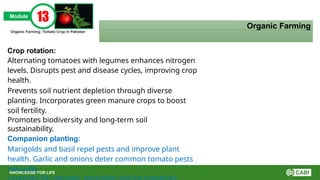 Module 13 RoshanZada - Organic farming in tomato crop.pptx