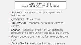 Male and Female Reproductive Pathophysiology | PPTX