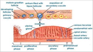 Male and Female Reproductive Pathophysiology | PPTX