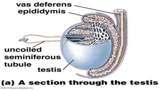 Male and Female Reproductive Pathophysiology | PPTX