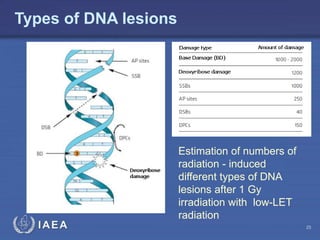 Module 1_Basics of biological effects of ionizing radiation.ppt