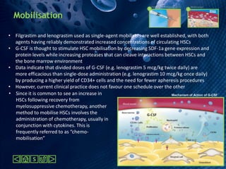 Haematopoietic Stem Cell Mobilisation and Apheresis | PPTX