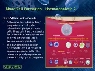 Haematopoietic Stem Cell Mobilisation and Apheresis | PPTX