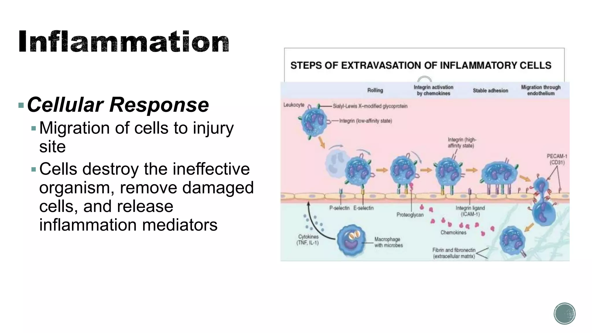 Pathophysiology: Cells and the Immune System | PPTX