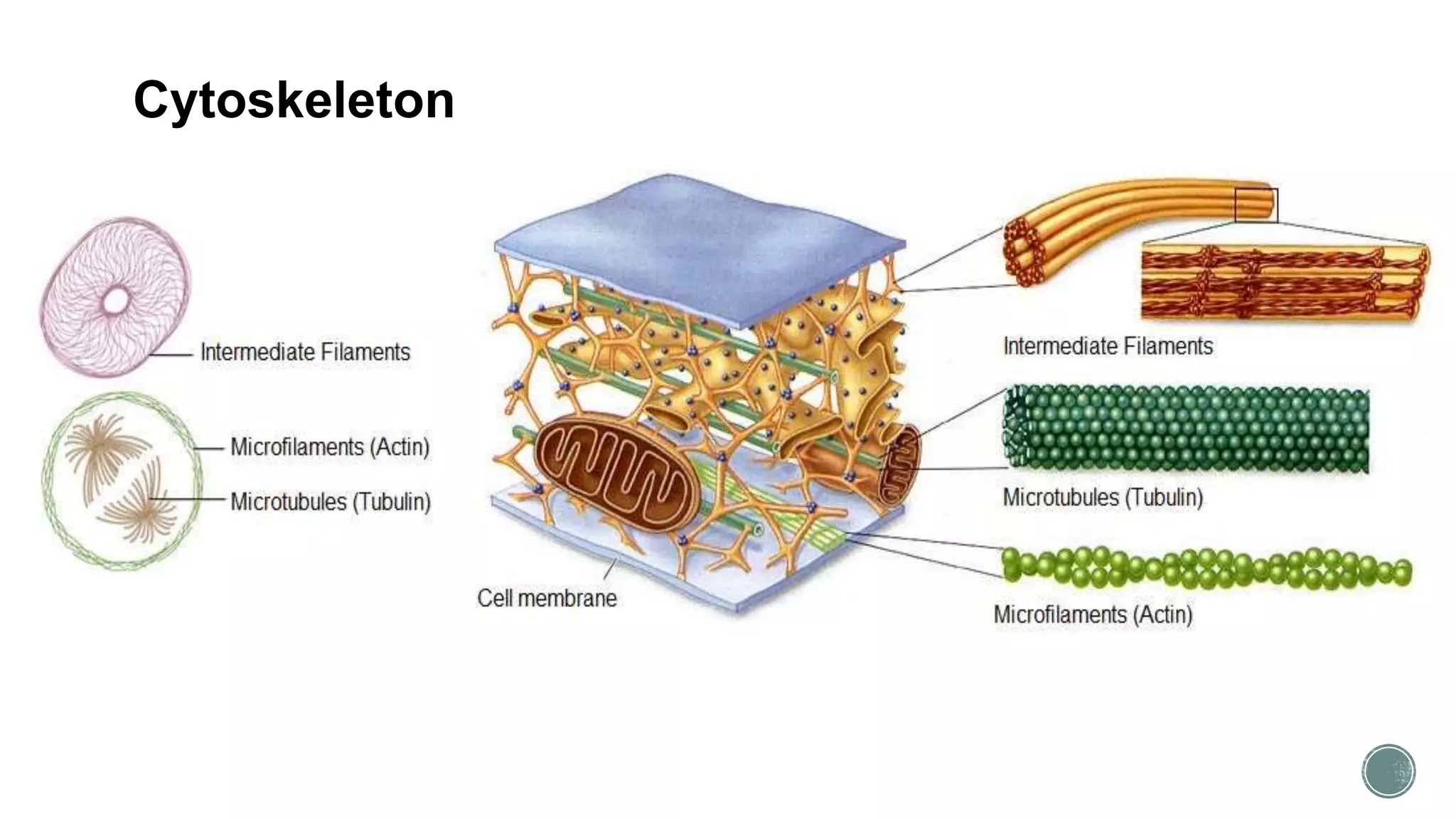 Pathophysiology: Cells and the Immune System | PPTX