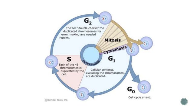 Pathophysiology: Cells and the Immune System | PPTX