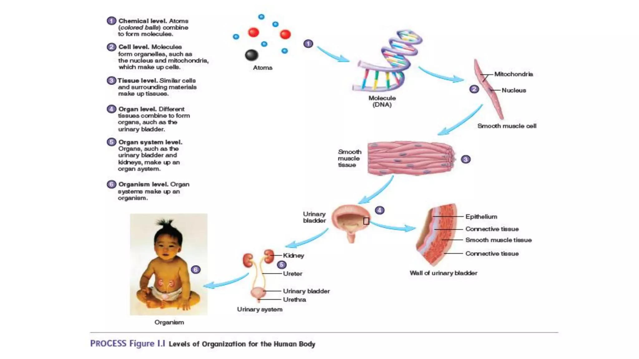 Module 1_The Body Plan_Introduction to Human Anatomy and Physiology.pdf