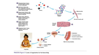 Module 1_The Body Plan_Introduction to Human Anatomy and Physiology.pdf